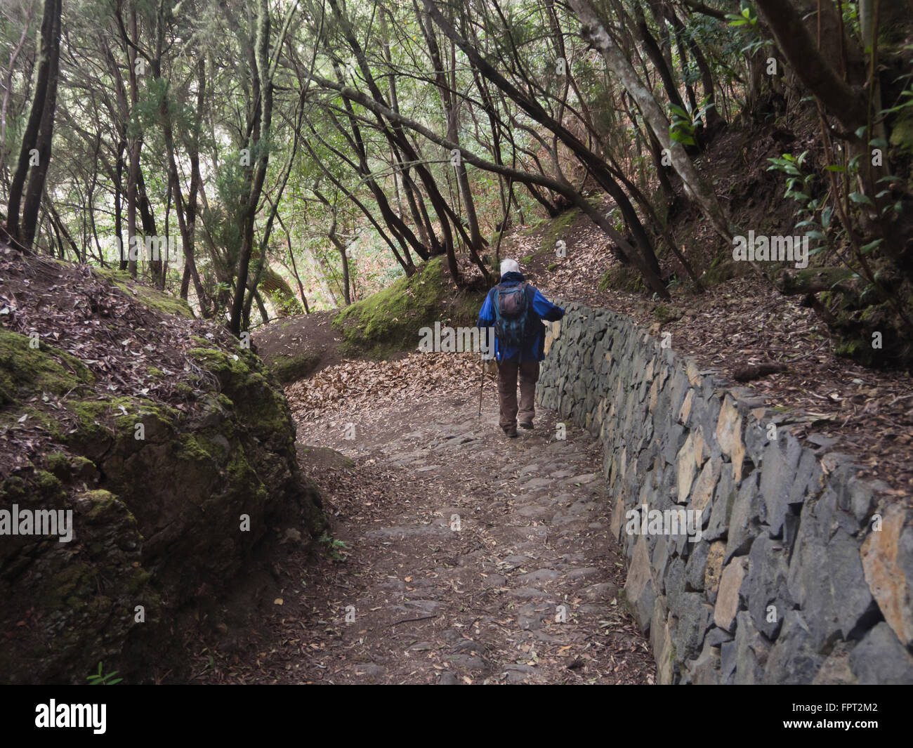 Steep downhill hiking through Montes del Agua, tree heather and laurel ...