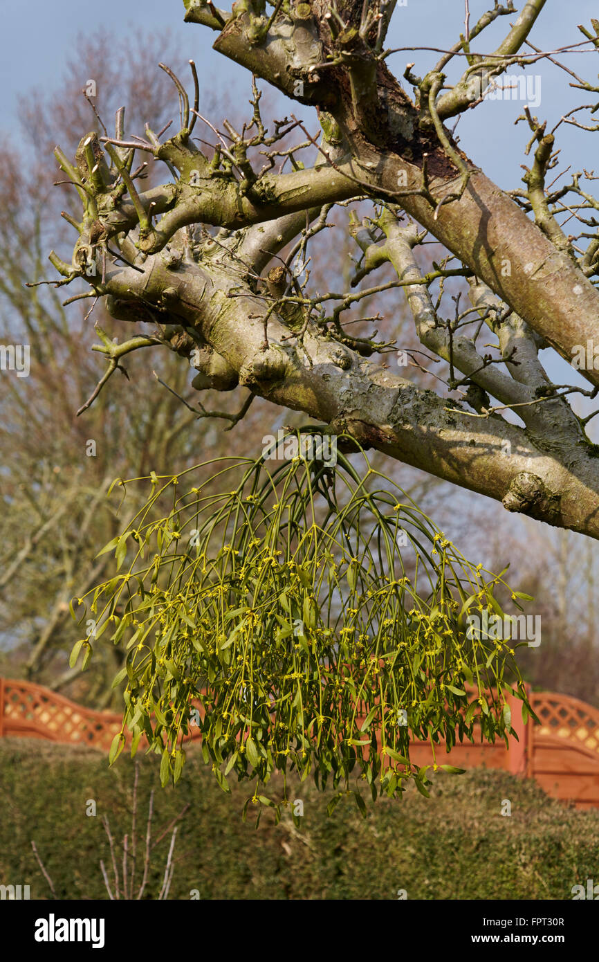 Mistletoe apple tree hi-res stock photography and images - Alamy