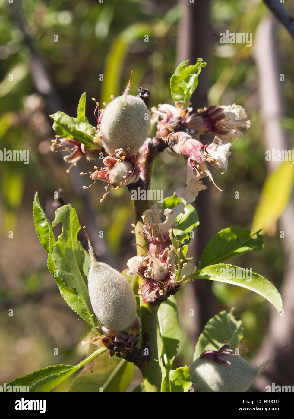 Almond fruit, new growth in downy hull on branches with rests of ...