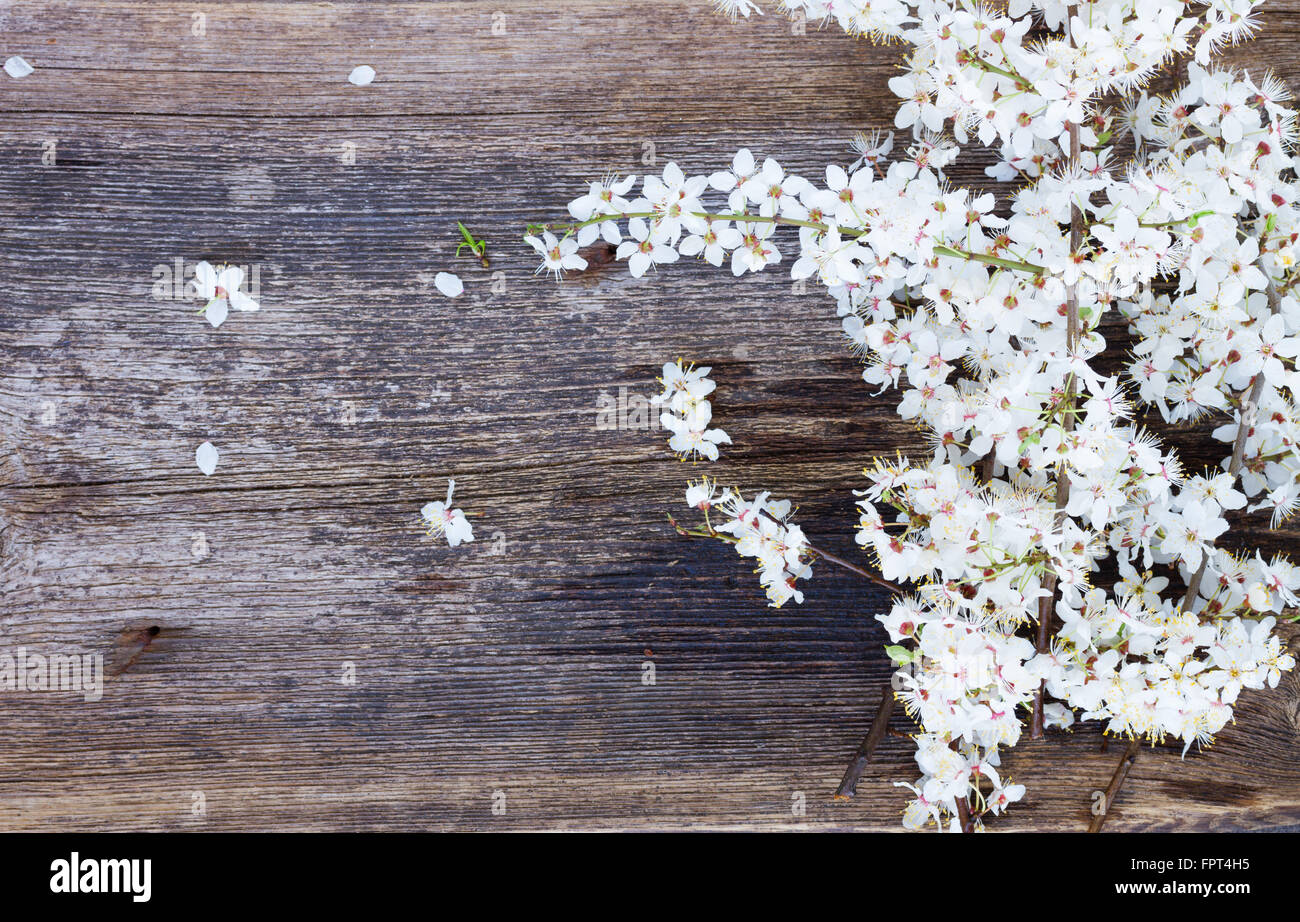 twigs with blooming flowers Stock Photo - Alamy