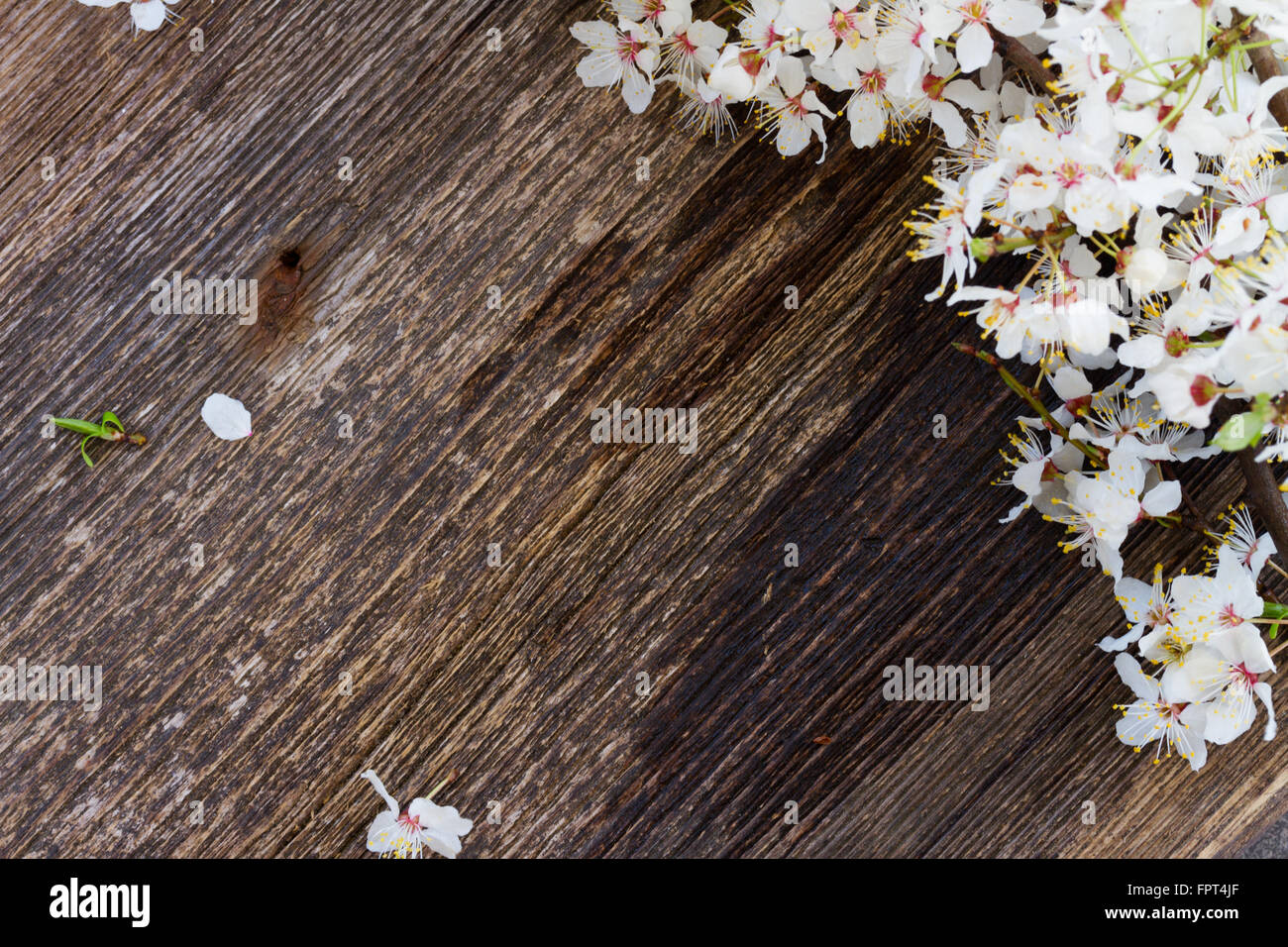 Twigs cherry apple tree blooming hi-res stock photography and images ...