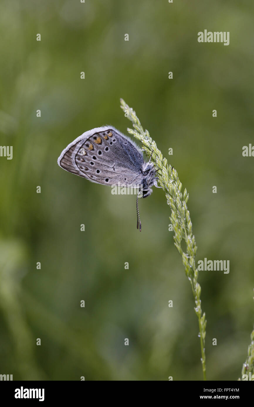 Amanda's Blue, Polyommatus amandus, at rest showing underside Stock ...