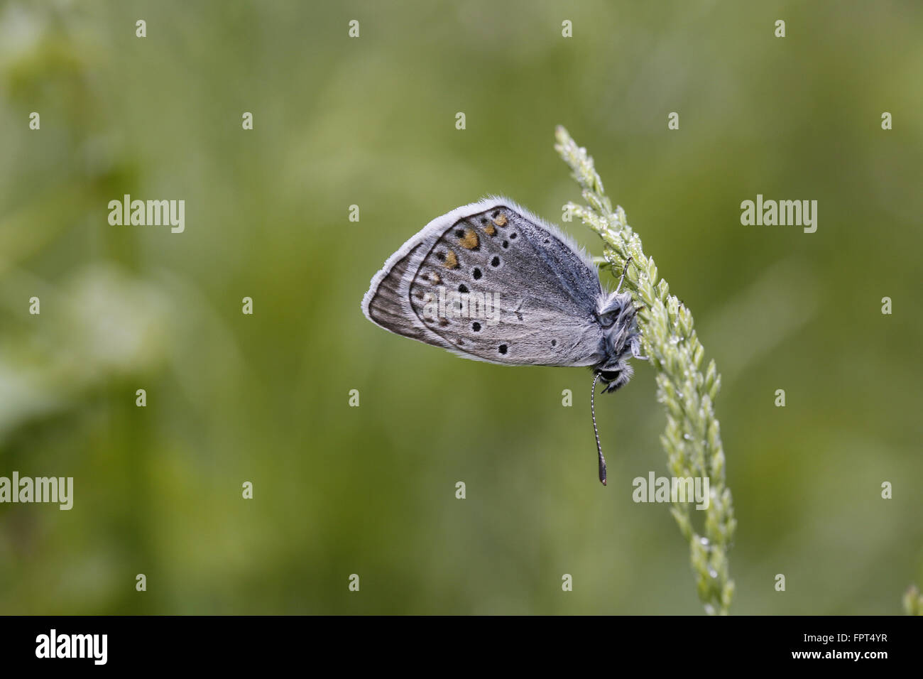 Amanda's Blue, Polyommatus amandus, at rest showing underside Stock ...