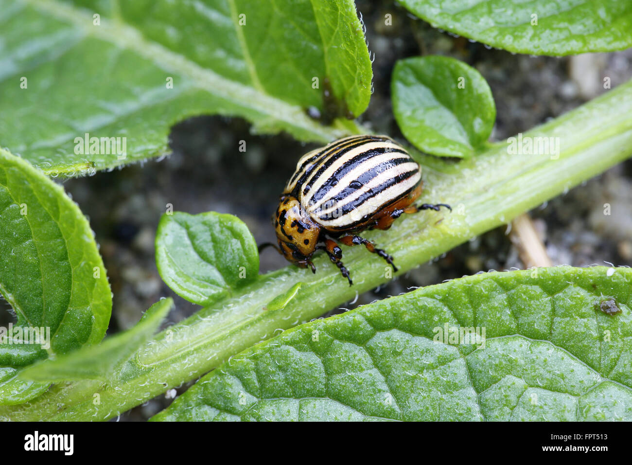 Colorado Potato Beetle, Leptinotarsa decemlineata, in Bulgarian potato ...