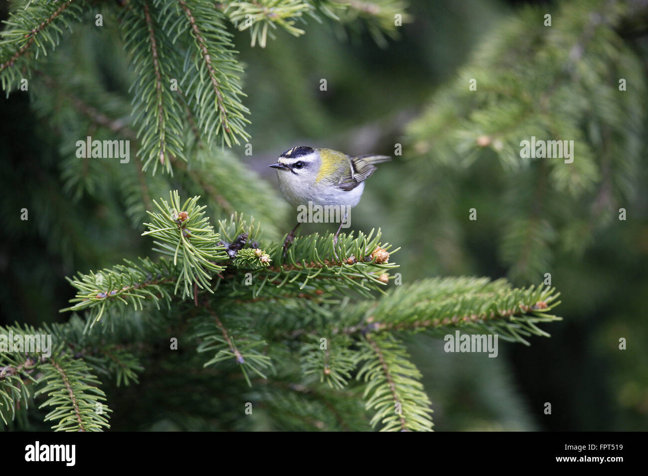 Firecrest, Regulus ignicapillus, female in pine forest Stock Photo - Alamy