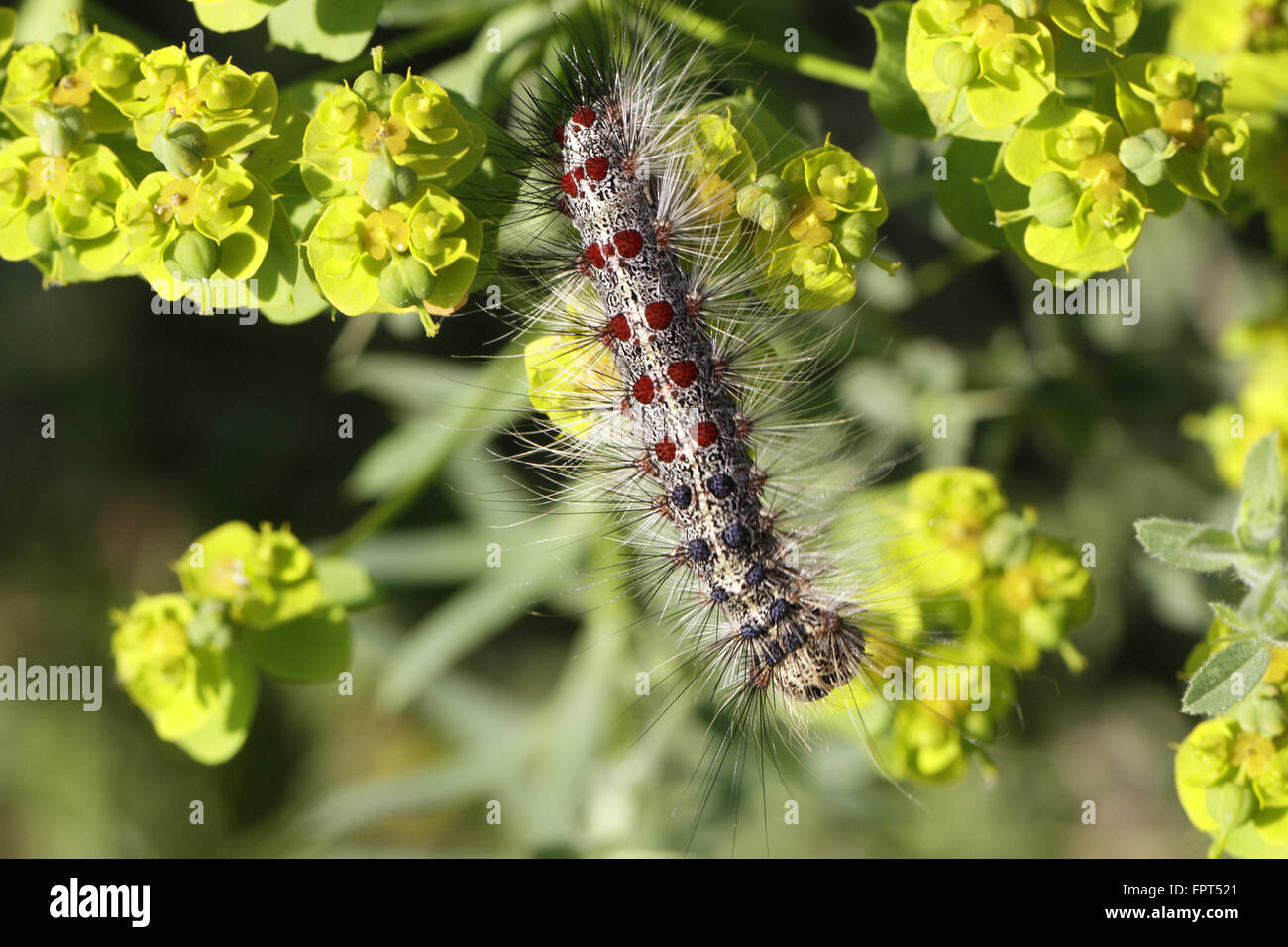 Gypsy Moth, Lymantria dispar, caterpillar Stock Photo - Alamy