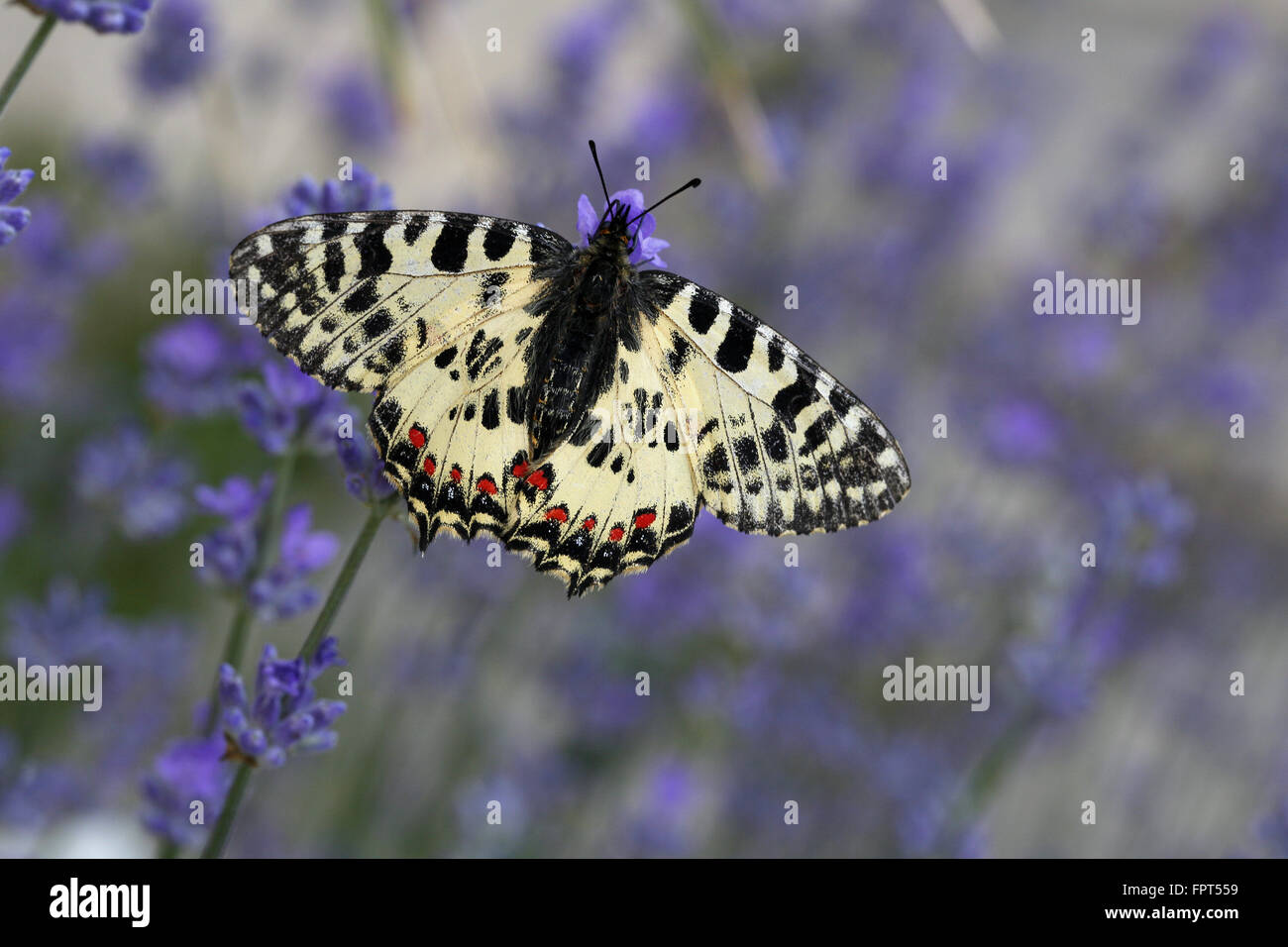 Eastern Festoon, Allancastria cerisyi, female Stock Photo - Alamy
