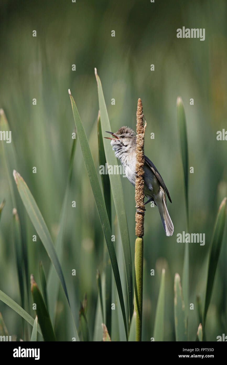 Great Reed Warbler, Acrocephalus arundinaceus, singing from reed bed ...