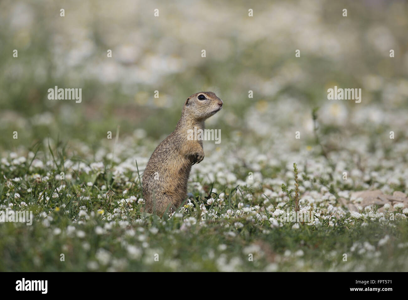 Suslik, Spermophilus citellus, at burrow Stock Photo - Alamy