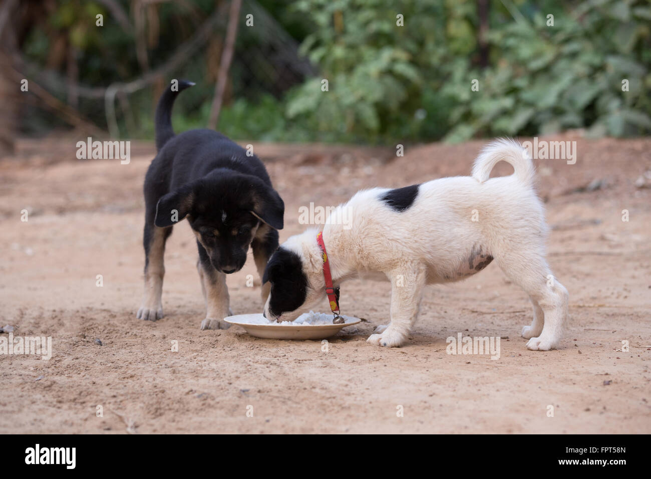 two puppy dog eating food on the ground Stock Photo - Alamy