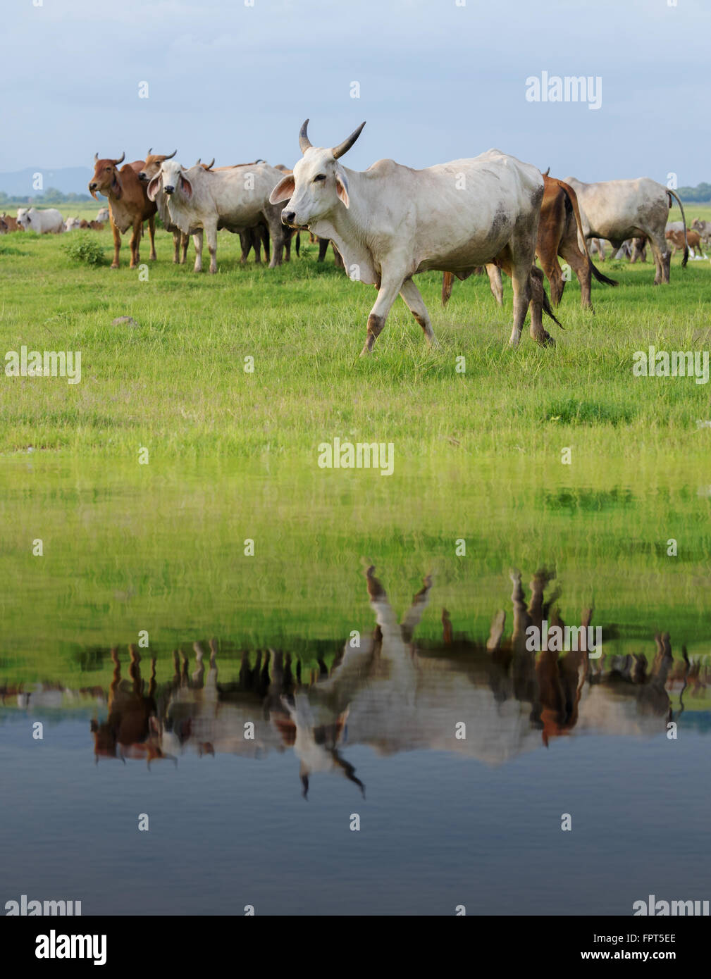 Cows asia field hi-res stock photography and images - Alamy