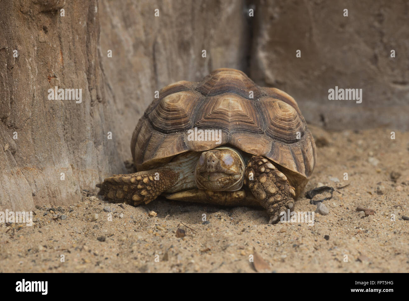 Burmese Starred Tortoise High Resolution Stock Photography and Images ...