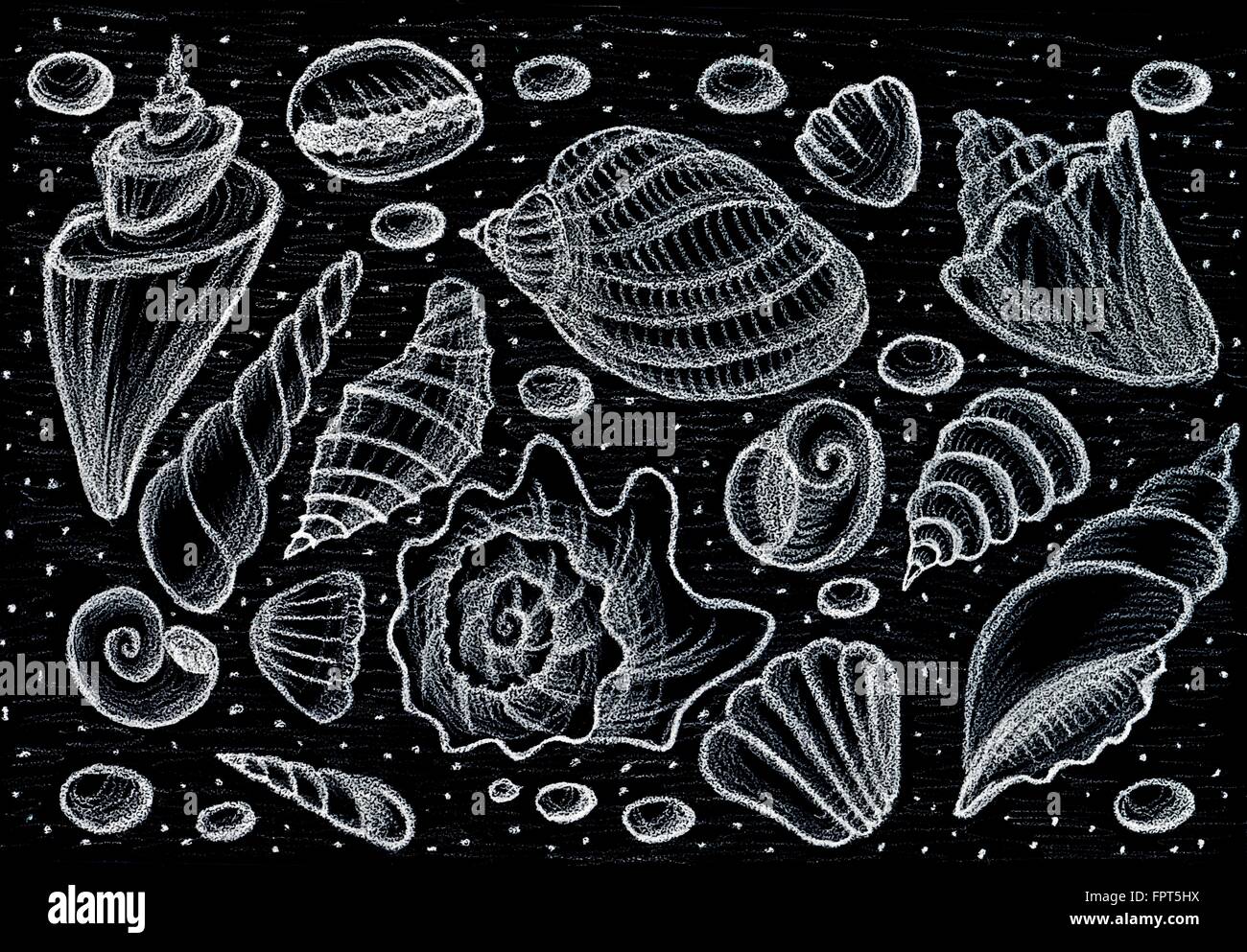 Set shells - Chalk board - Hand drawing pencil - Fast Sketch Stock ...