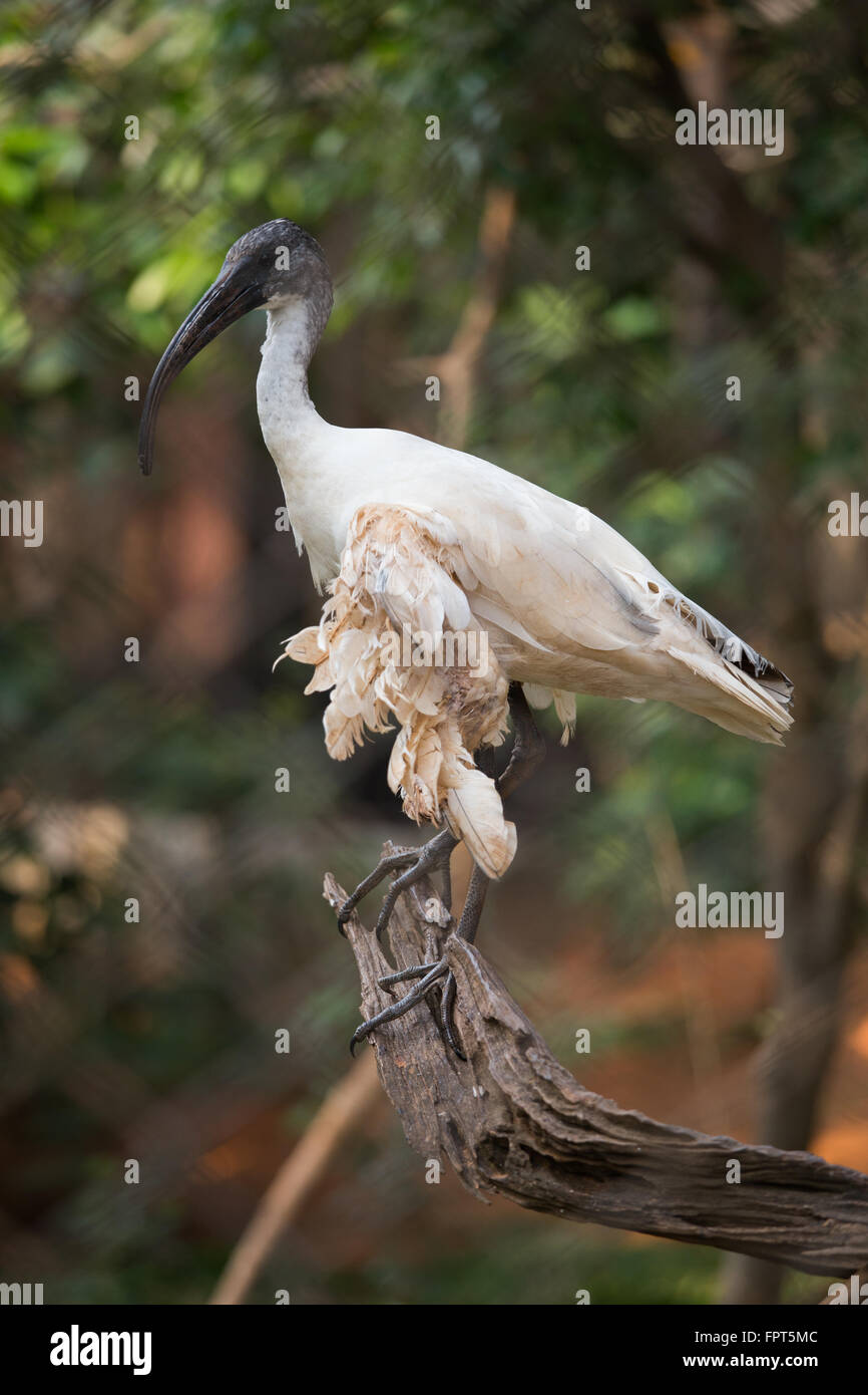 Black-headed ibis (Threskiornis melanocephalus) in cage Stock Photo - Alamy