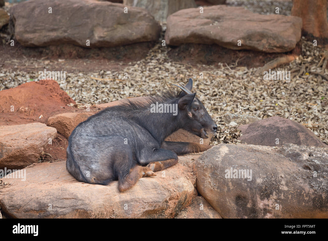 Serow capricornis sumatraensis hi-res stock photography and images - Alamy