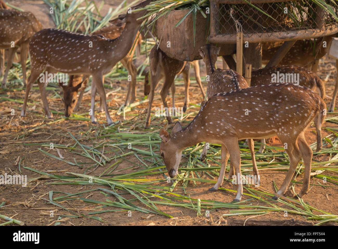 Spotted axis hi-res stock photography and images - Alamy