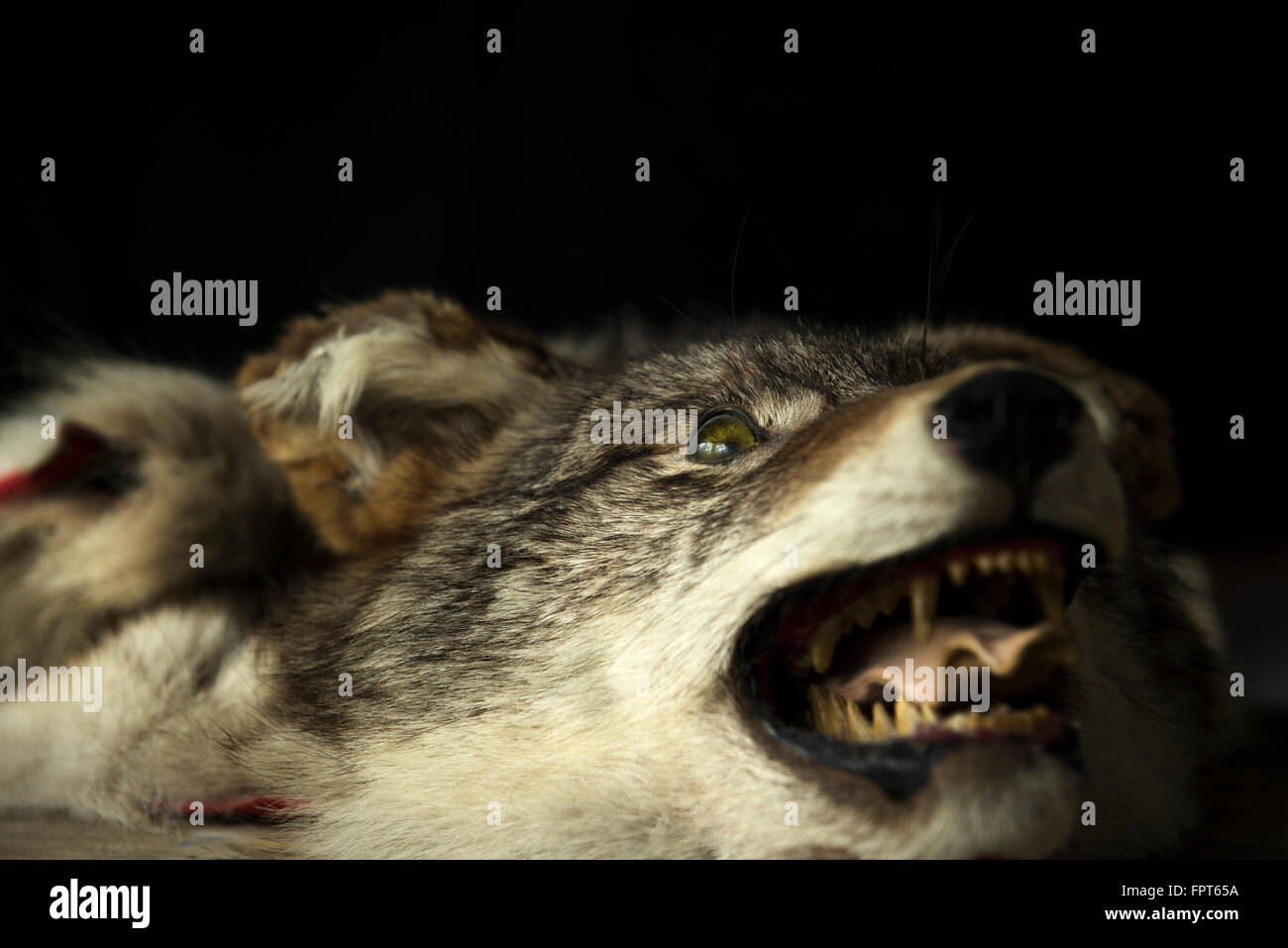 Angry wolf face hi-res stock photography and images - Alamy