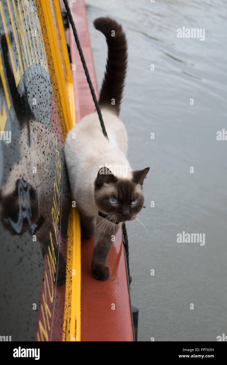 Cat on Boat Stock Photo - Alamy