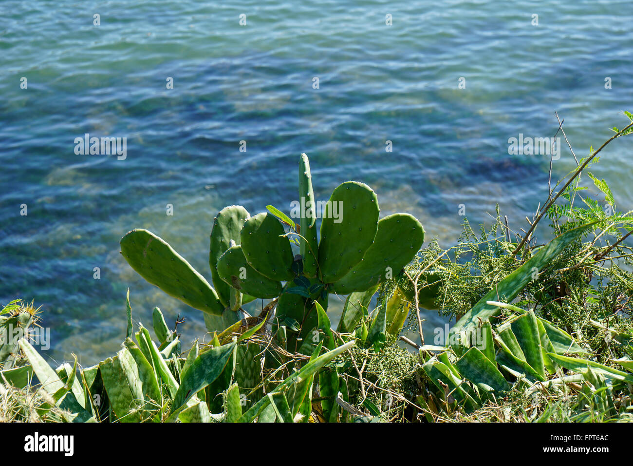 View to the tropical water with vegetation on the slope Stock Photo - Alamy