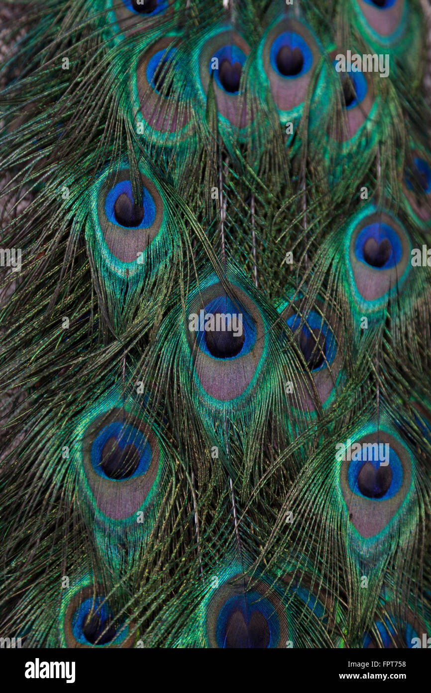 Peacock feathers close up hi-res stock photography and images - Alamy
