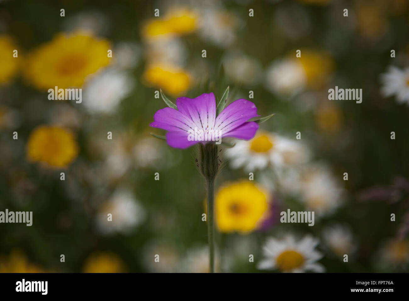 Common corn cockle hi-res stock photography and images - Alamy