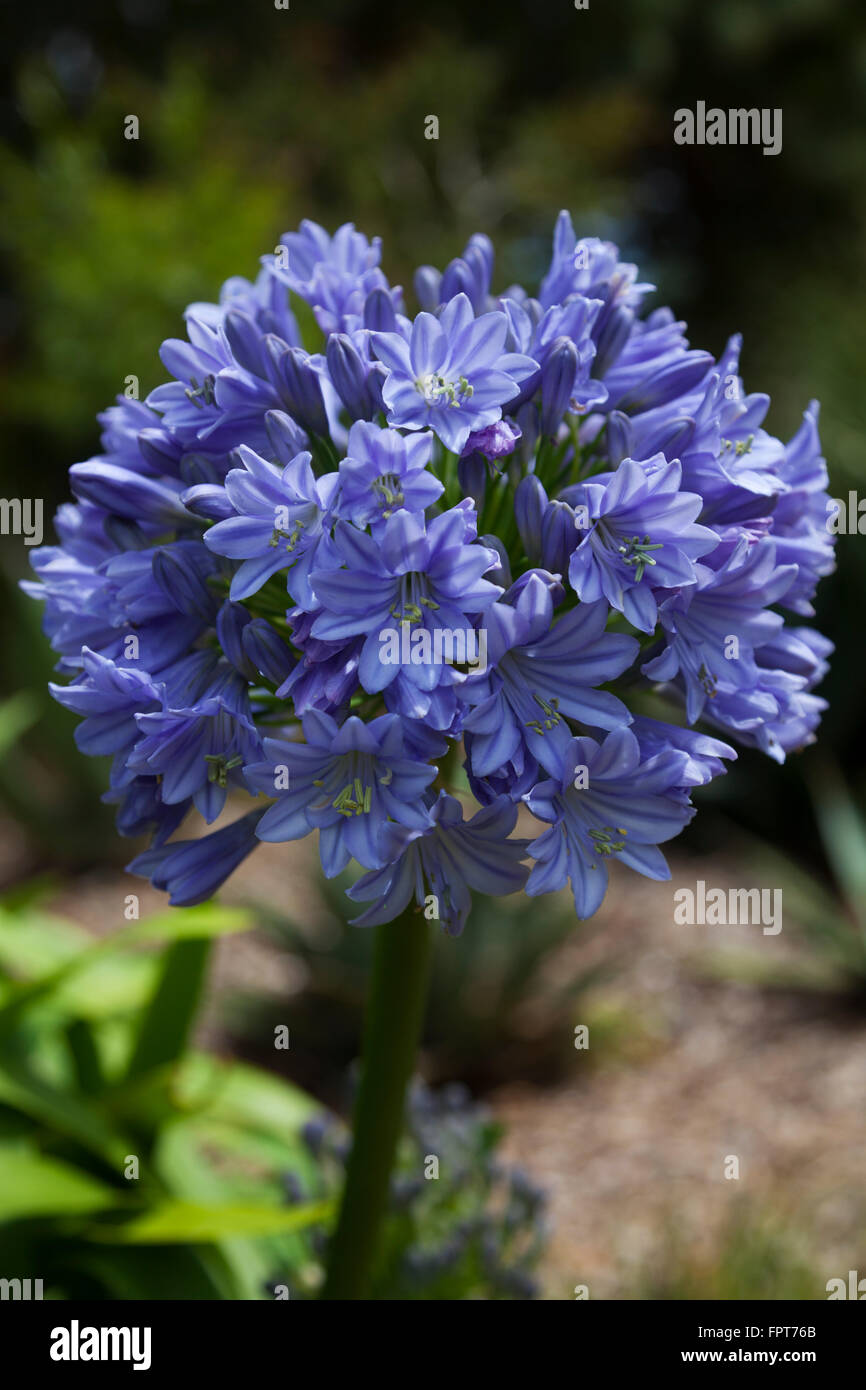 Lily of the Nile Agapanthus Stock Photo - Alamy