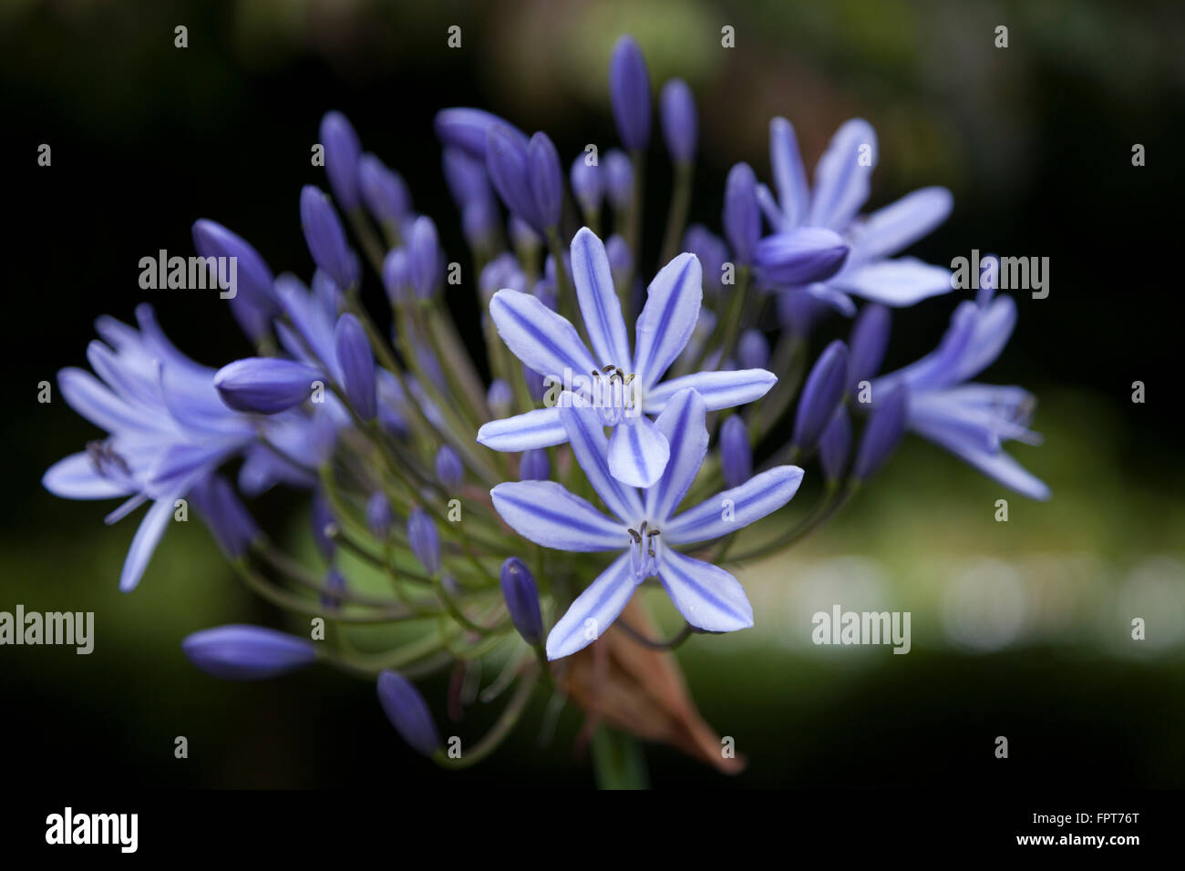 Lily of the Nile Agapanthus Stock Photo - Alamy