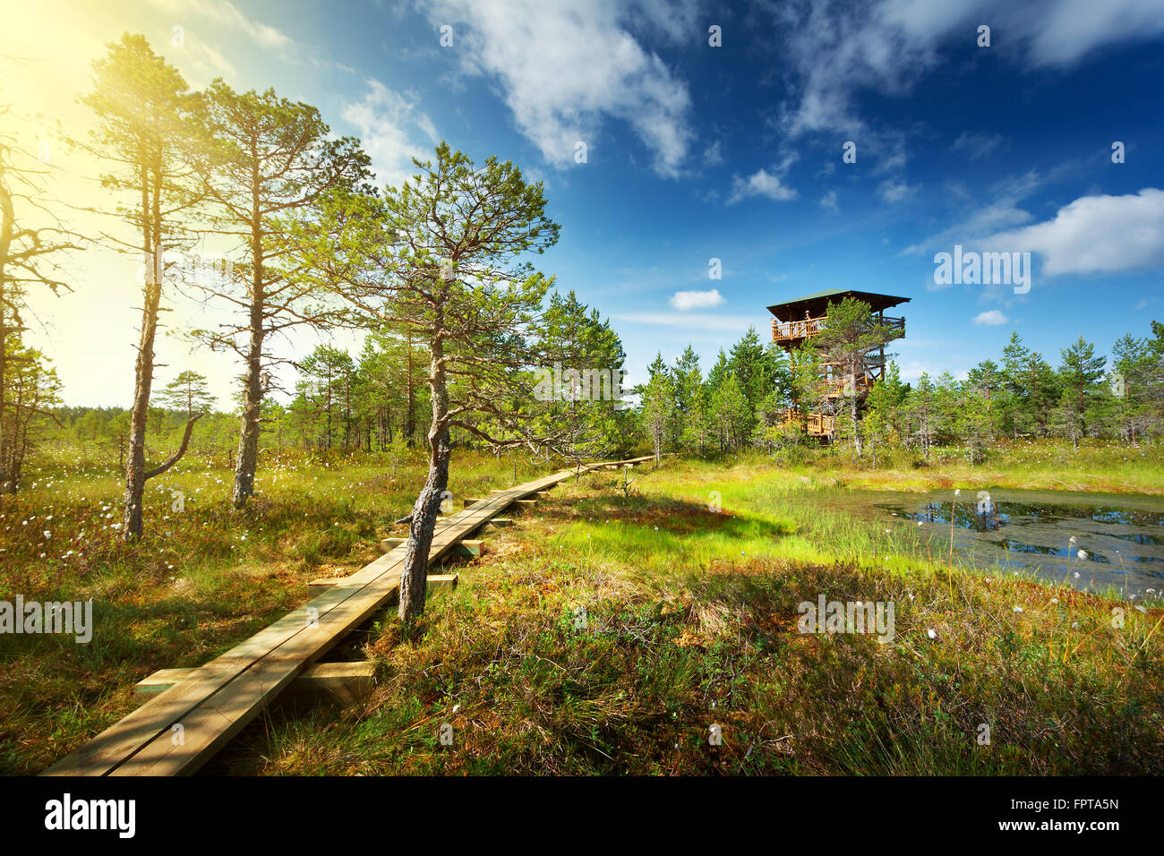 Viru bog trail hi-res stock photography and images - Alamy