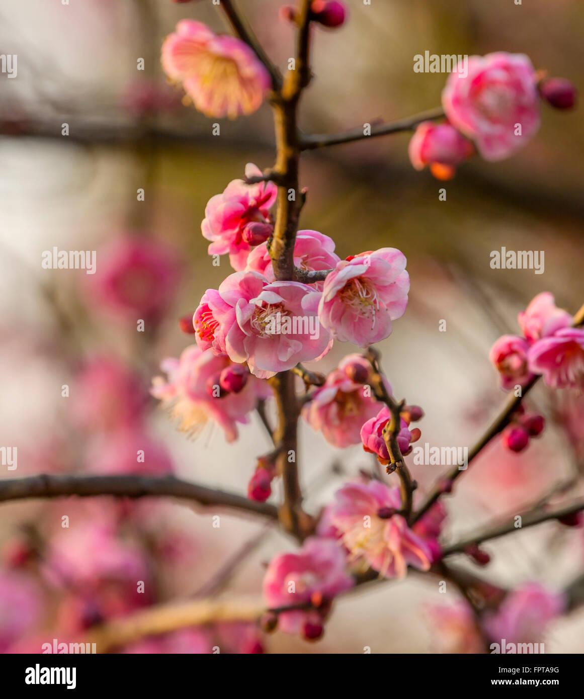 Chinese Plums High Resolution Stock Photography and Images - Alamy