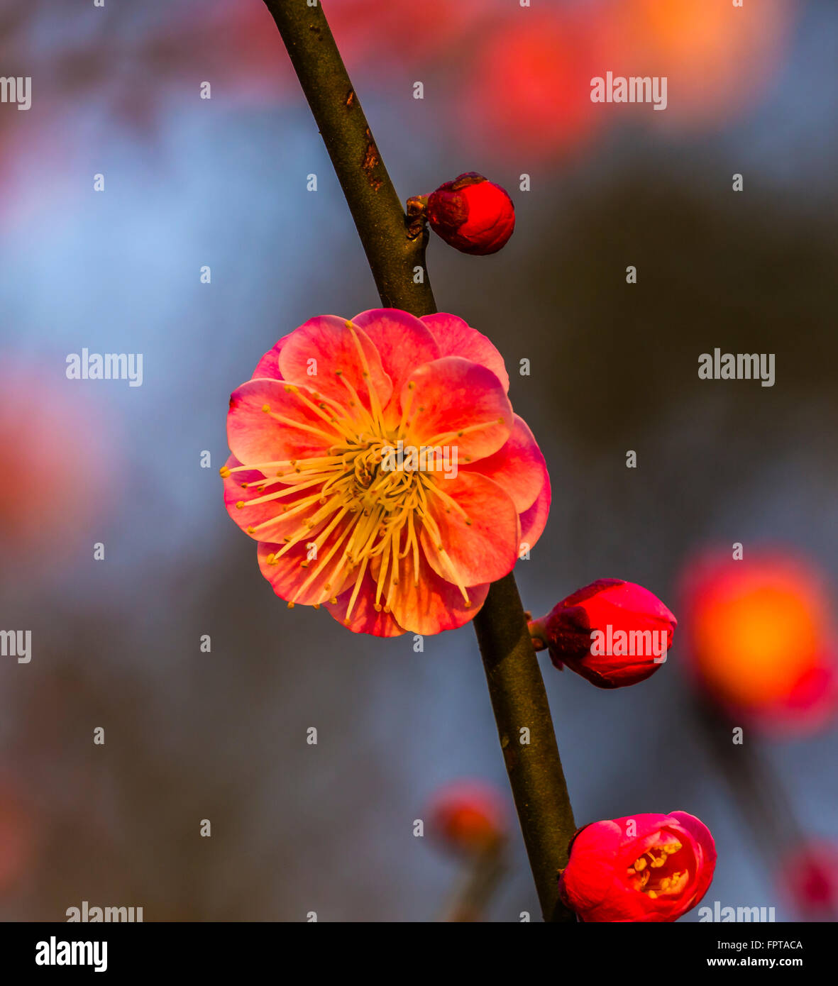 Chinese plum flower hi-res stock photography and images - Alamy