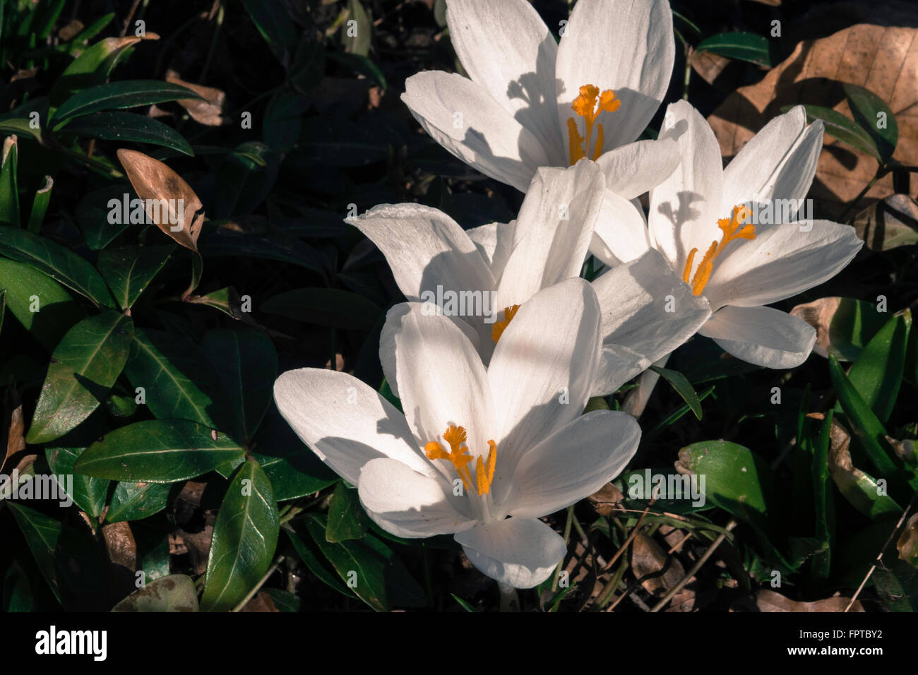 Northeast spring flowers hi-res stock photography and images - Alamy