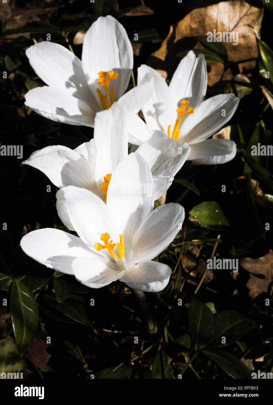 Northeast spring flowers hi-res stock photography and images - Alamy