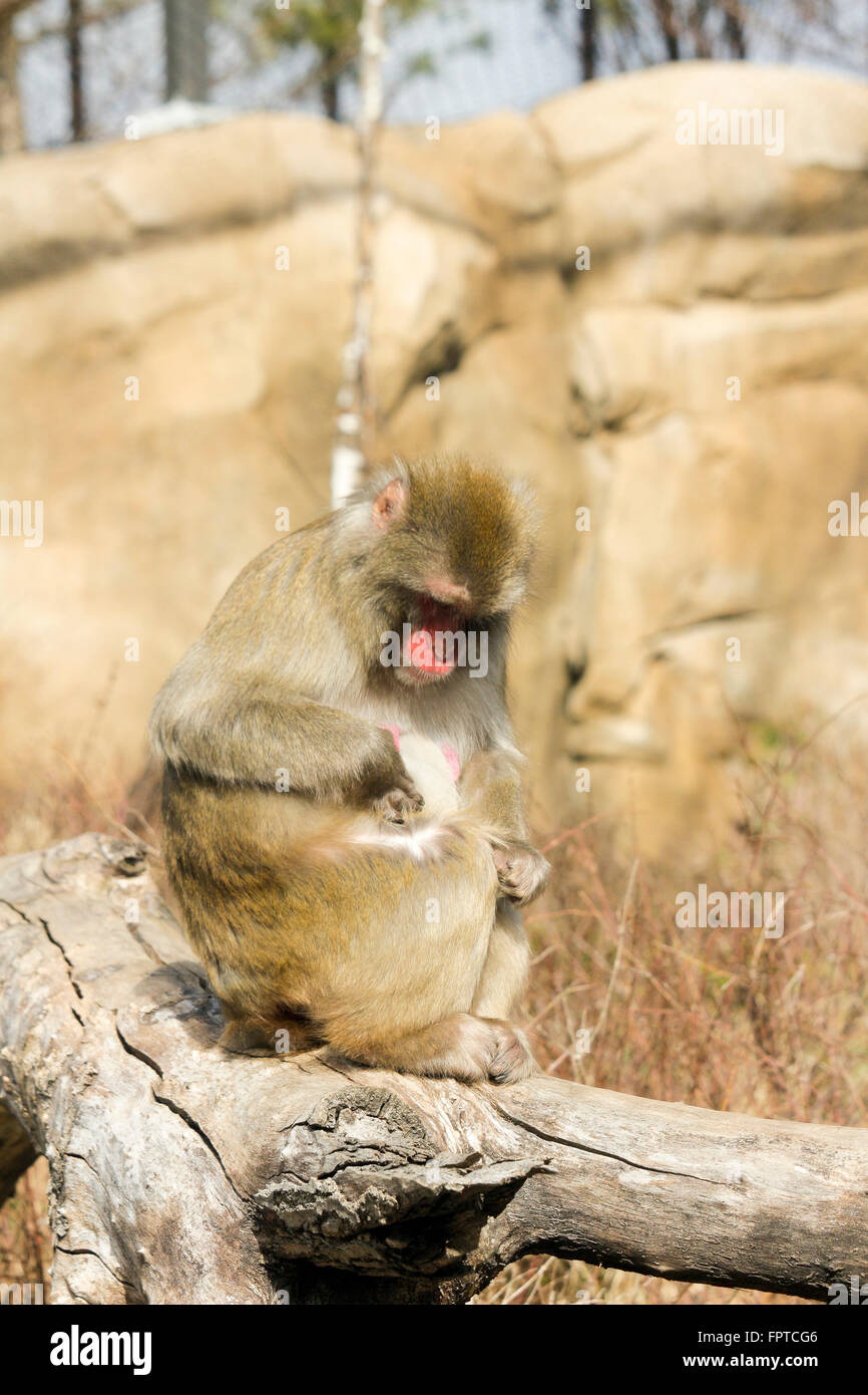 Japanese macaques or snow monkeys. Lincoln Park Zoo, Chicago, Illinois ...