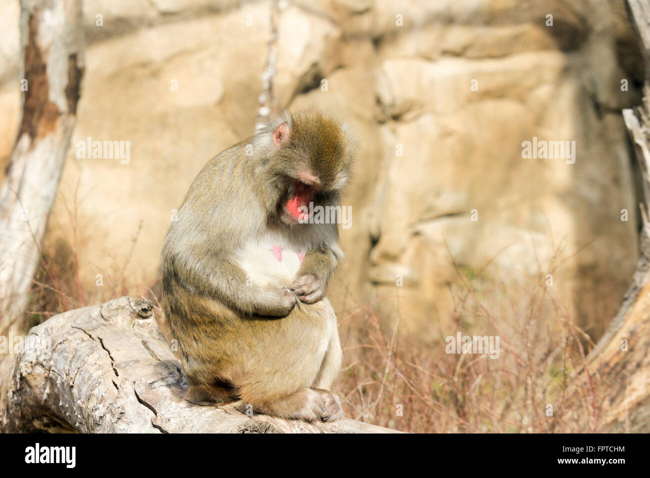 Japanese macaque or snow monkey. Lincoln Park Zoo, Chicago, Illinois ...