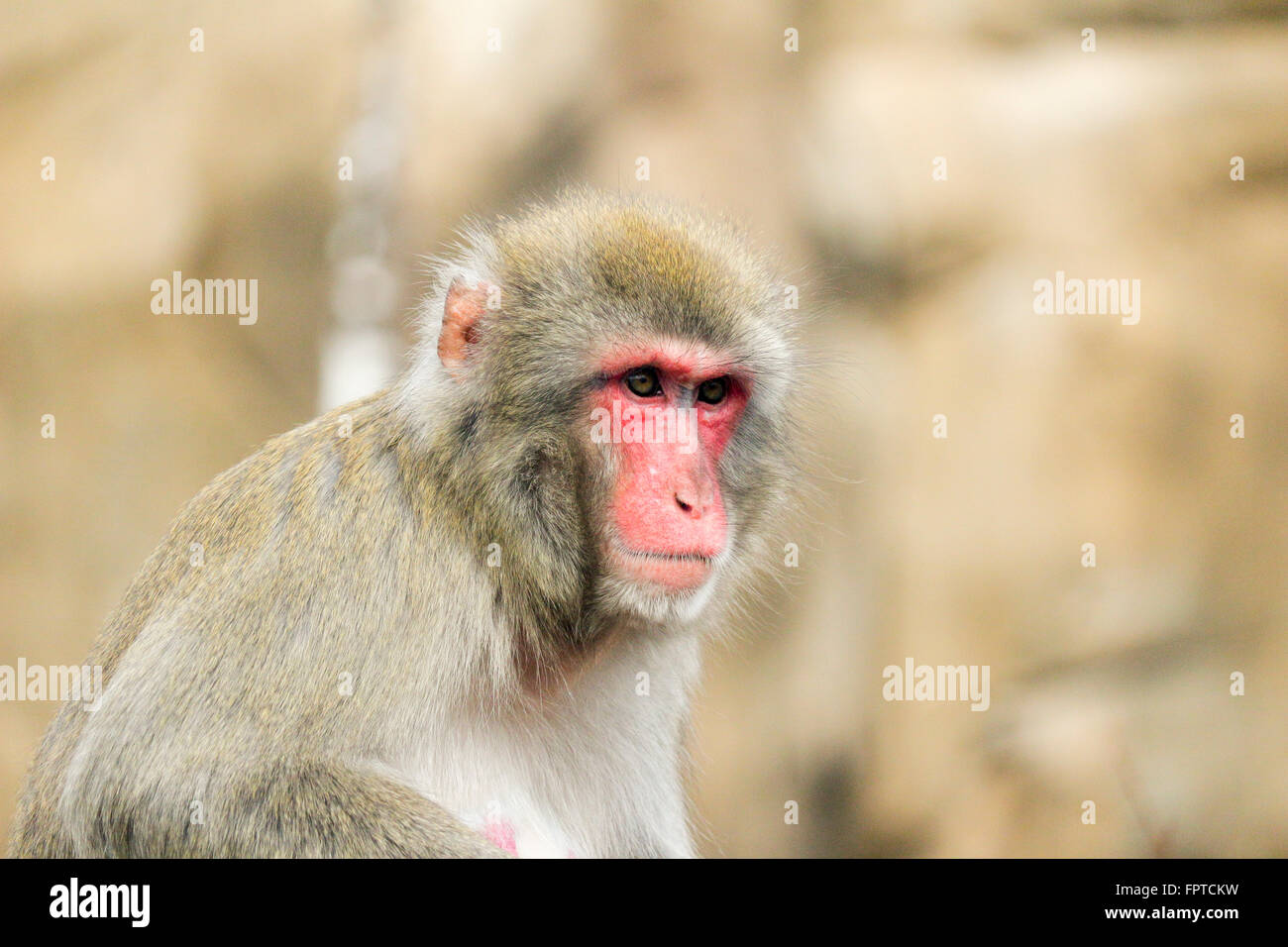 Japanese macaque or snow monkey. Lincoln Park Zoo, Chicago, Illinois ...