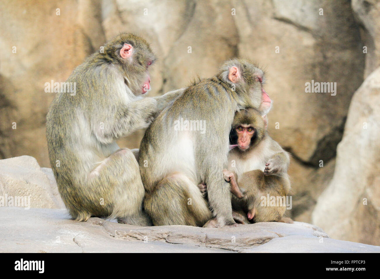 Japanese macaques or snow monkeys. Lincoln Park Zoo, Chicago, Illinois ...