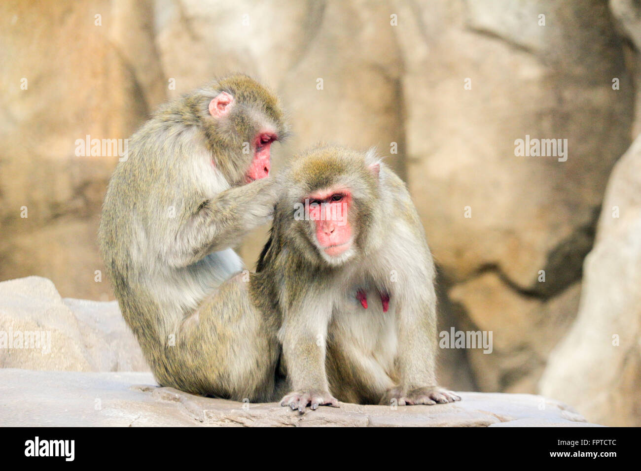Japanese macaques or snow monkeys. Lincoln Park Zoo, Chicago, Illinois ...