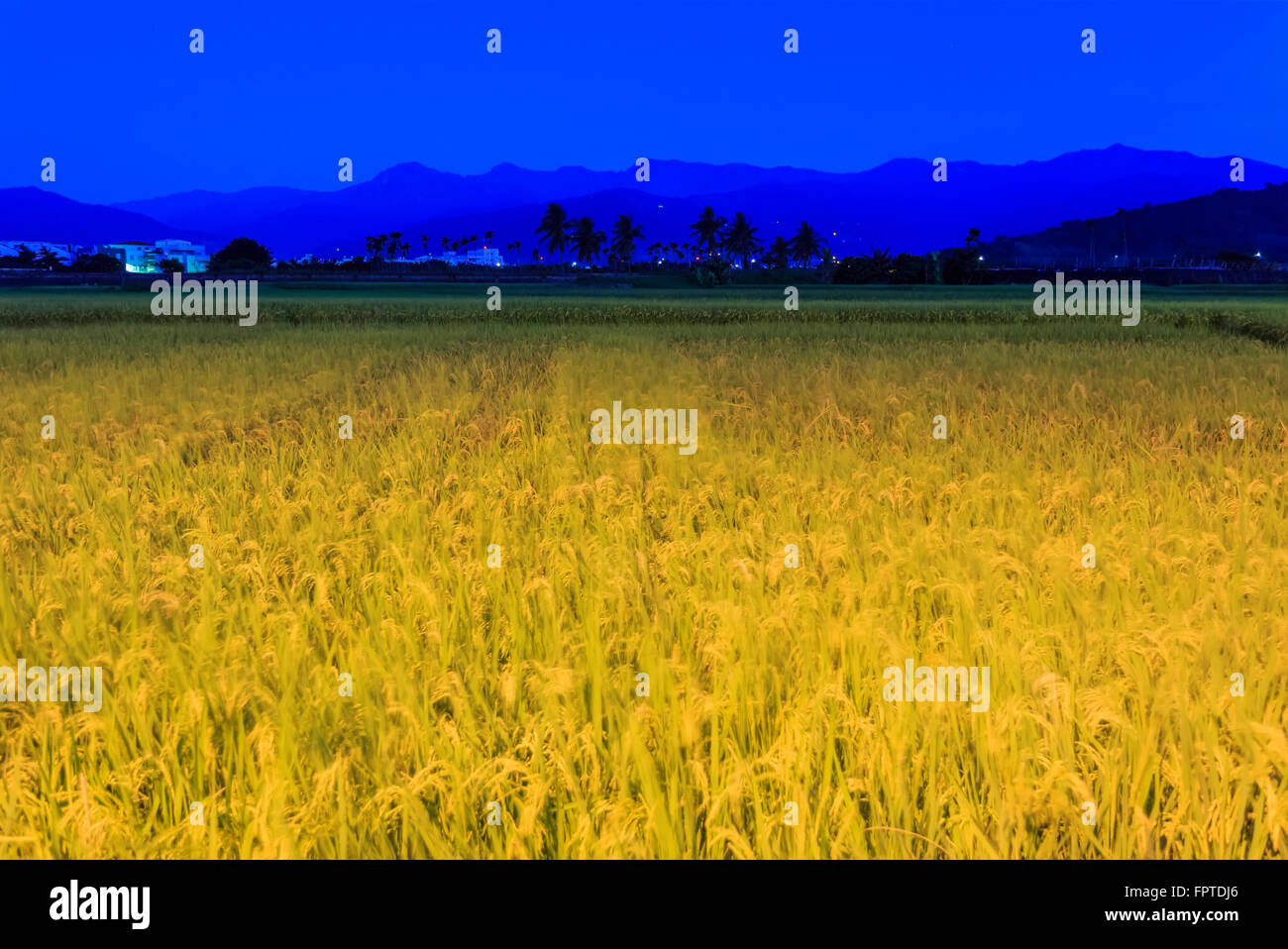 Golden paddy field at morning in Taitung, Taiwan Stock Photo - Alamy