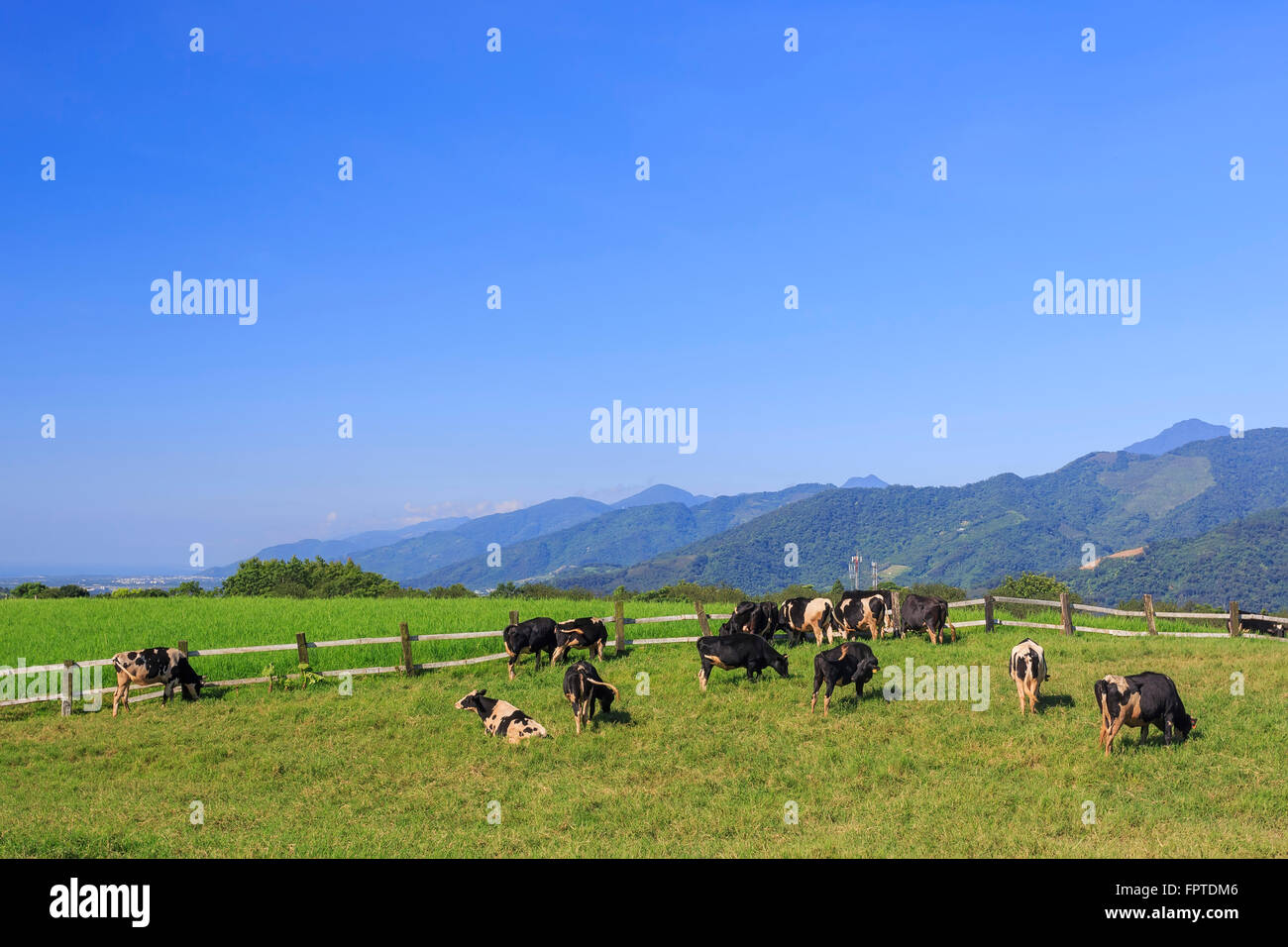 Dairy cattle eating grass at morning in Taitung, Taiwan Stock Photo - Alamy