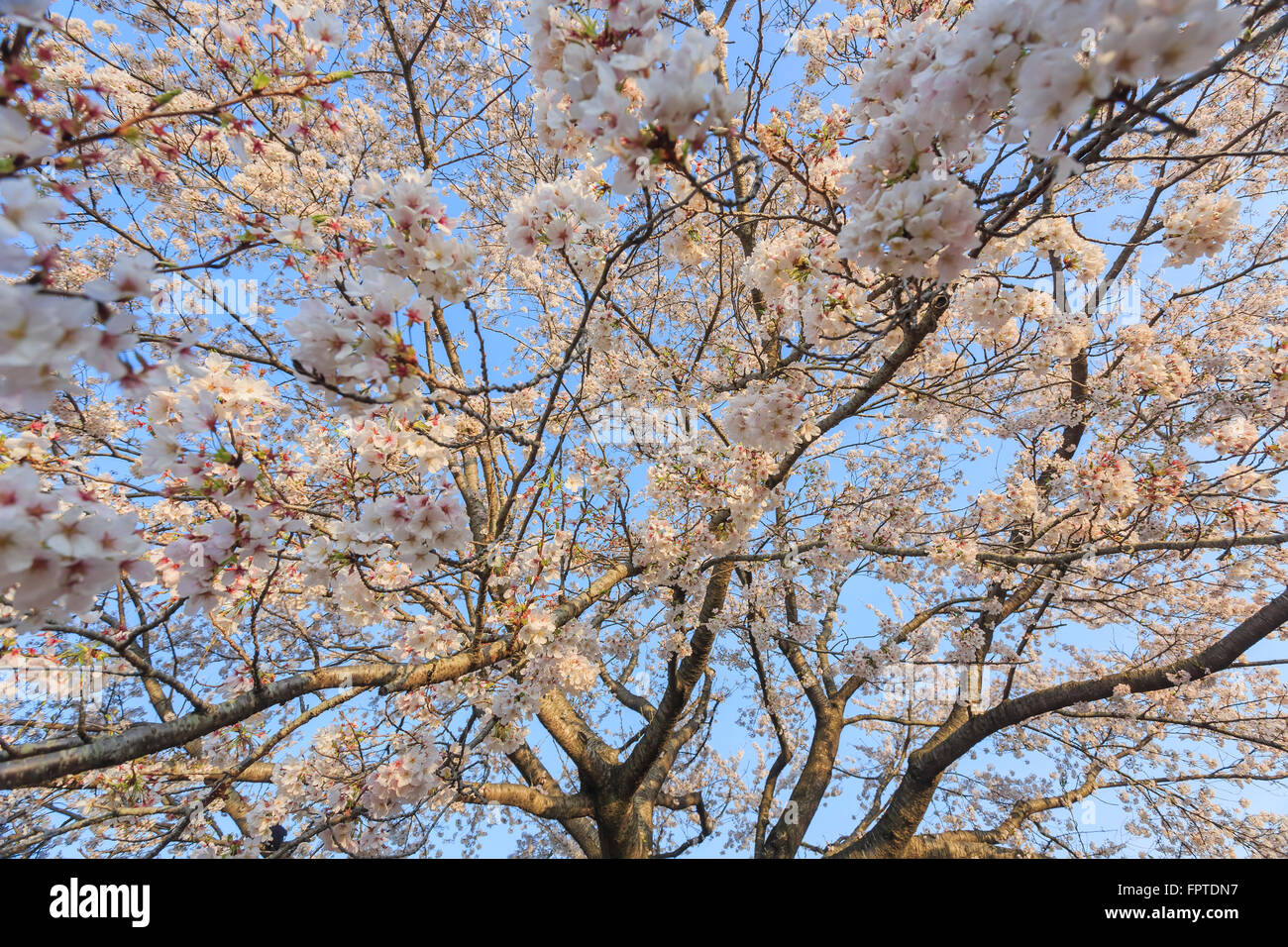 White cherry tree blossom in Kawaguchi, Japan Stock Photo - Alamy