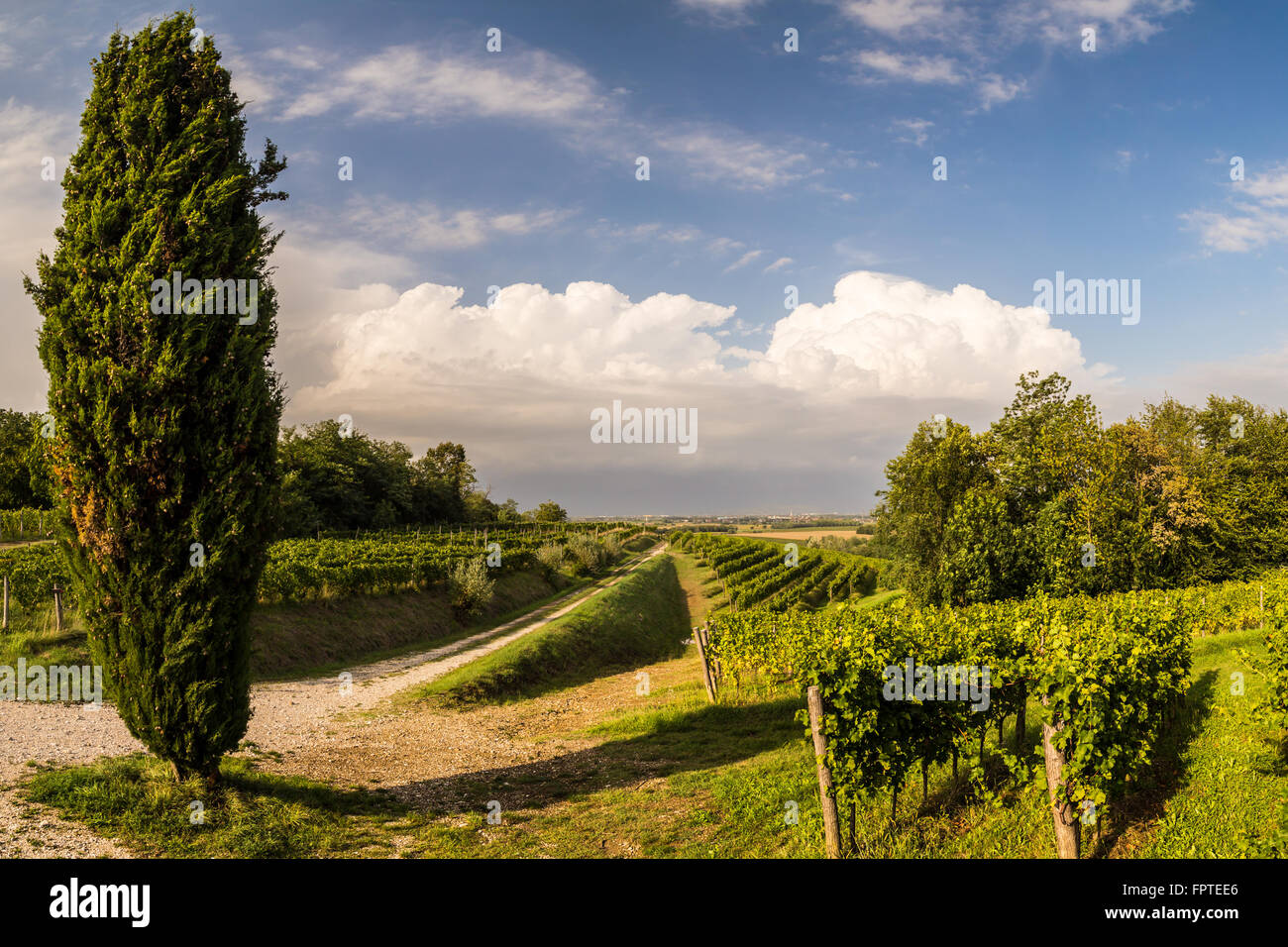 grapevine cultivation in the italian countryside in a stormy summer day ...