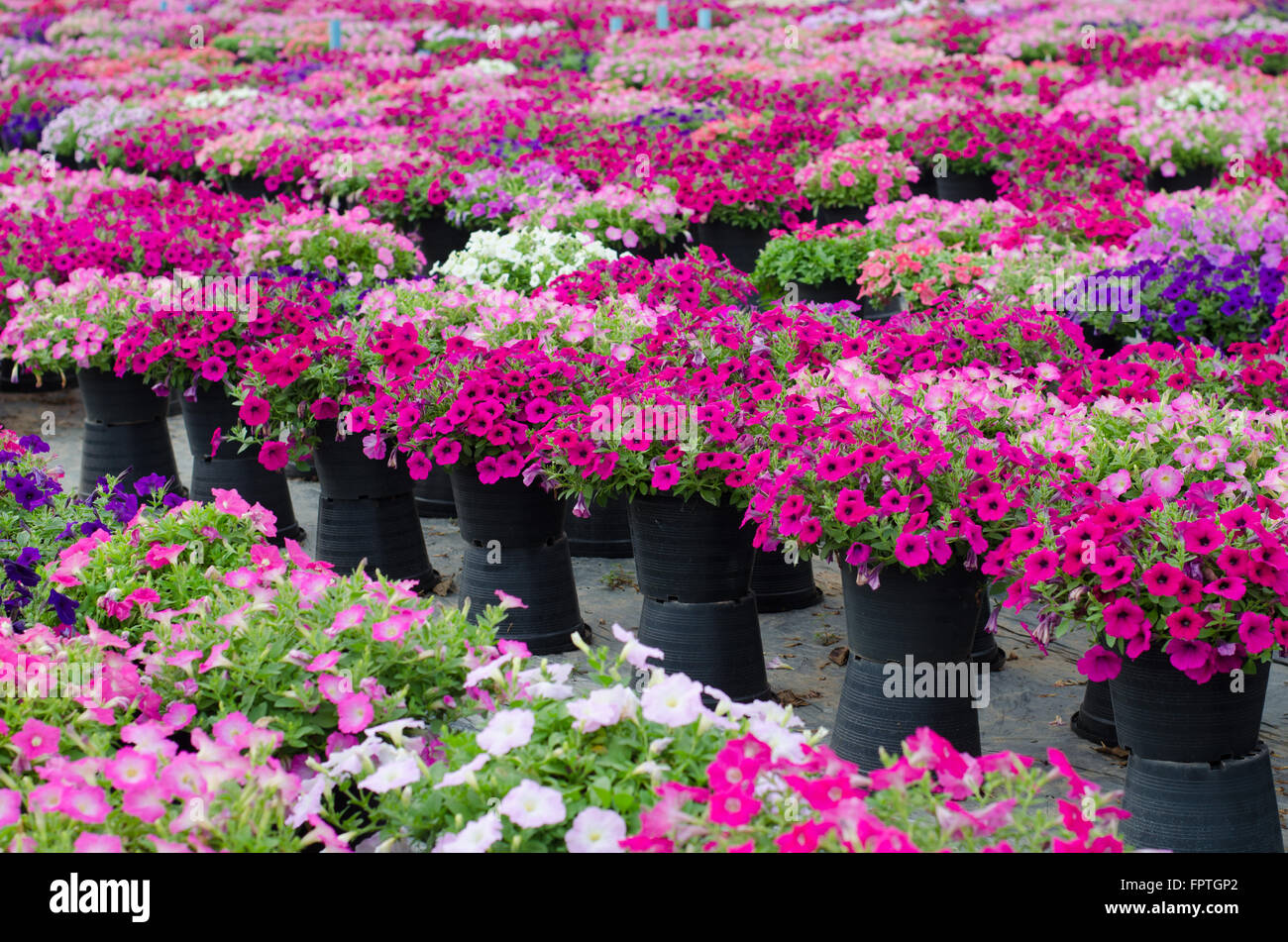 petunia blooming in garden Stock Photo - Alamy
