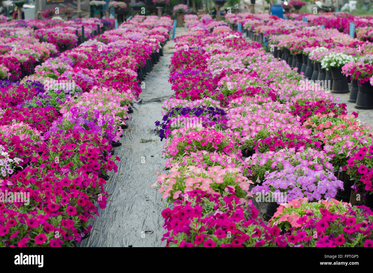 Beautiful bright petunia in hi-res stock photography and images - Alamy