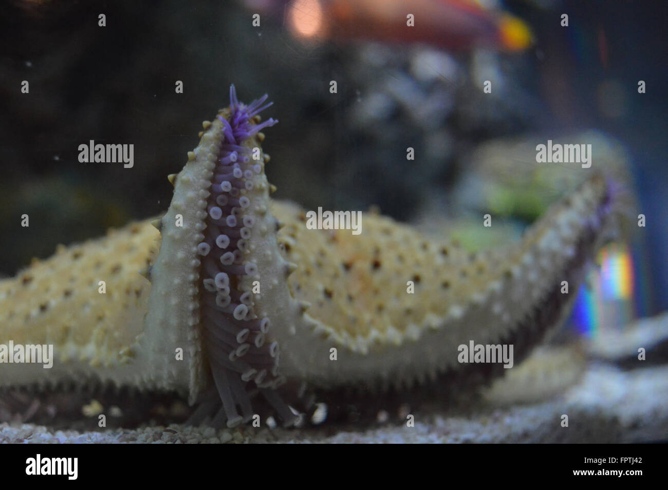 Underneath starfish hi-res stock photography and images - Alamy