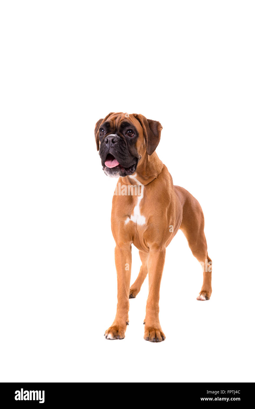 The Cutest Boxer Puppy In The World