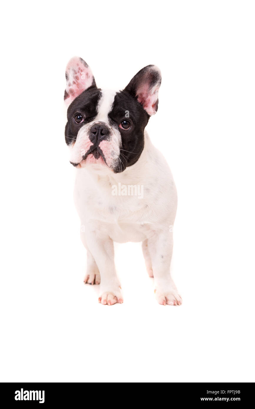 Ugly baby french bulldog puppy hi-res stock photography and images - Alamy