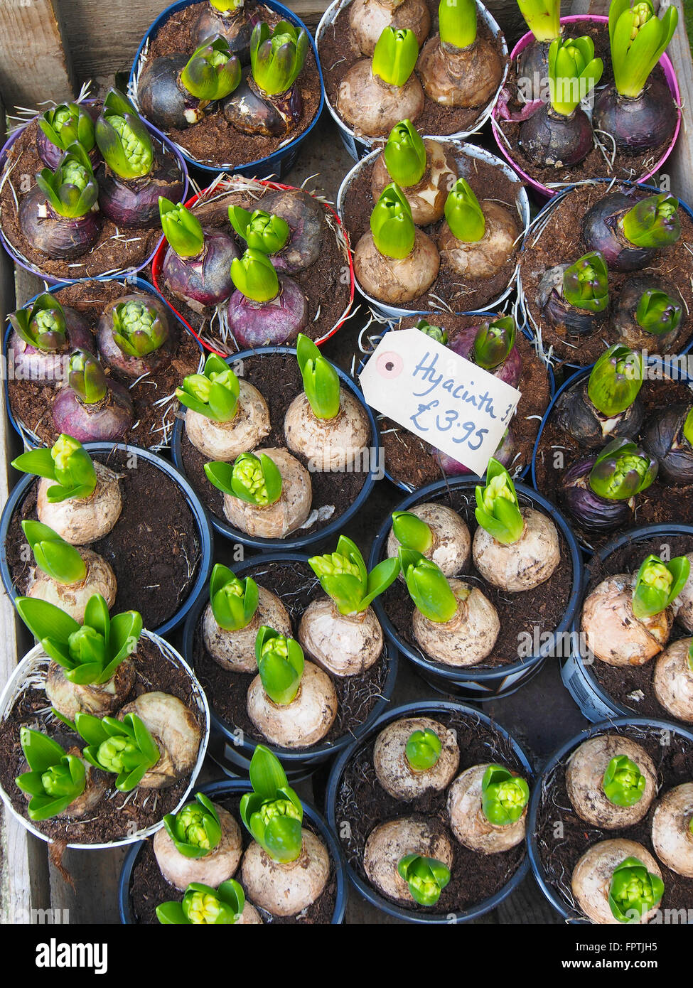 Hyacynth in pots hi-res stock photography and images - Alamy