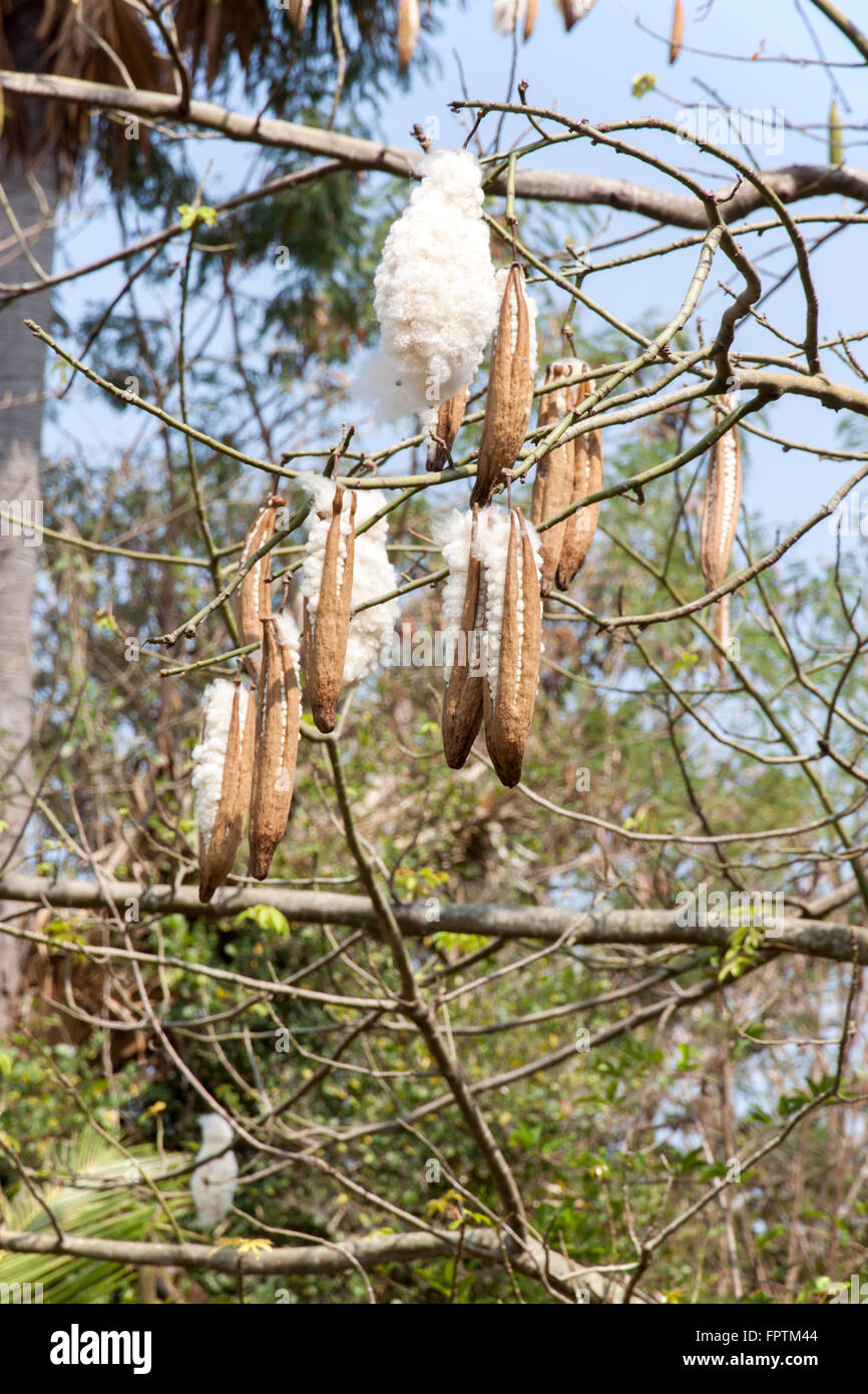 Kapok seed pods hi-res stock photography and images - Alamy