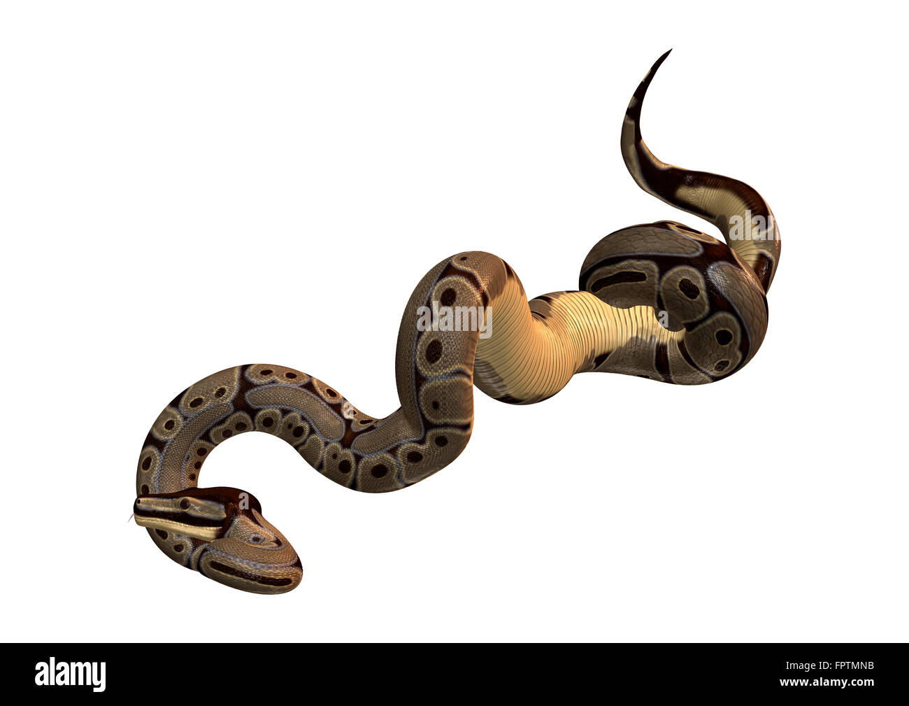 Ball python or Python regius isolated on white background Stock Photo ...