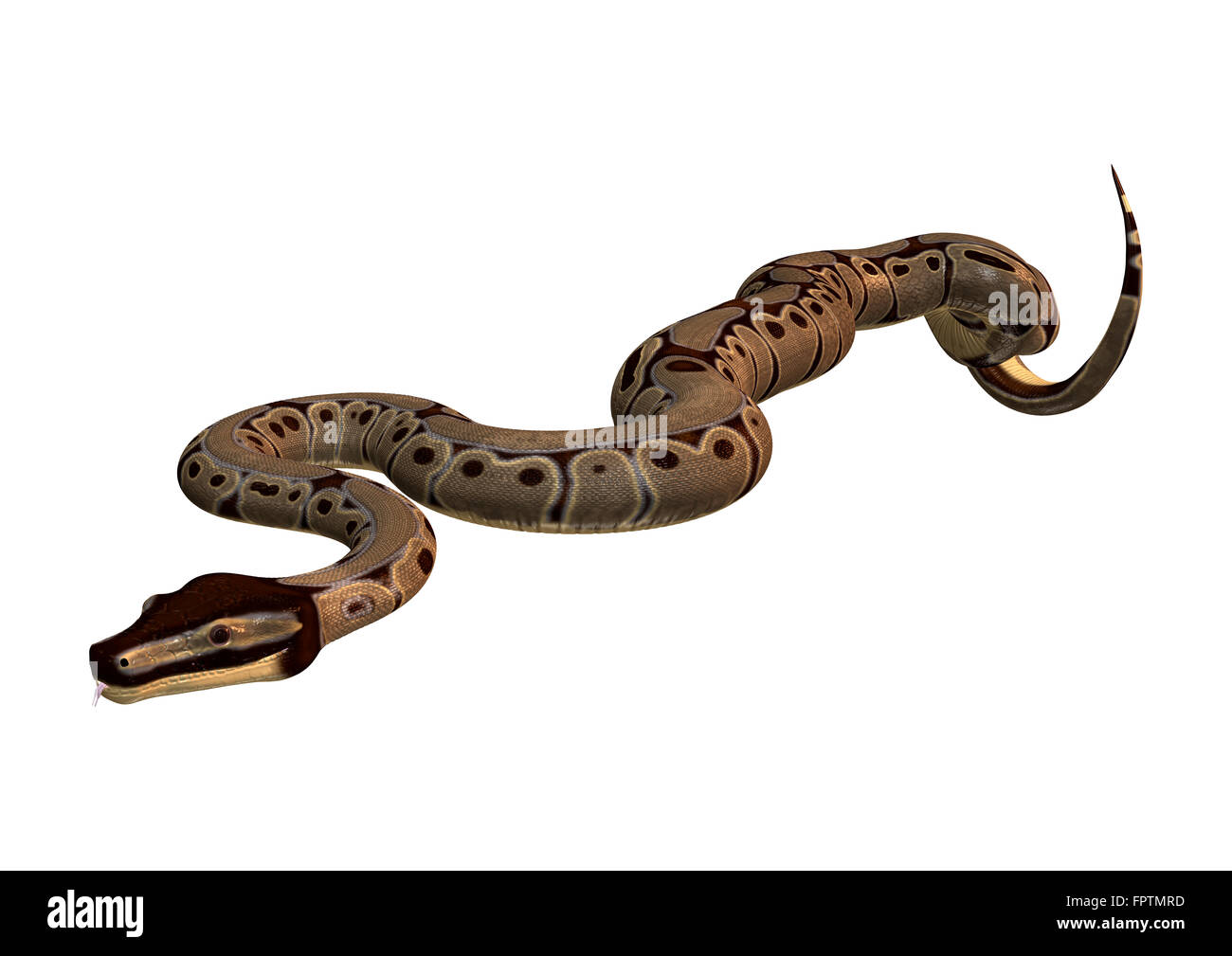 Ball python or Python regius isolated on white background Stock Photo ...